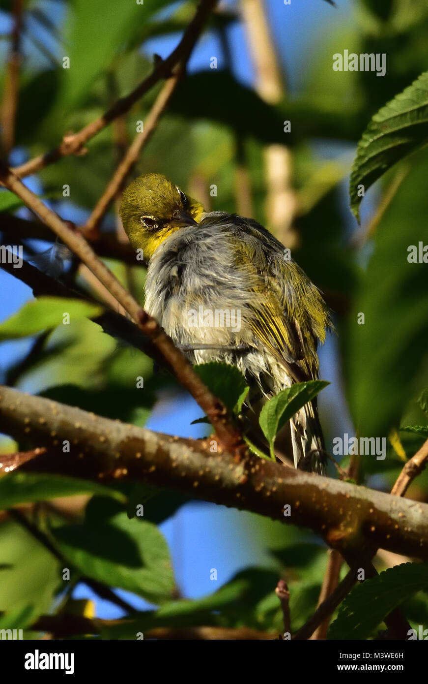 Silvereye Photo High Resolution Stock Photography and Images - Alamy
