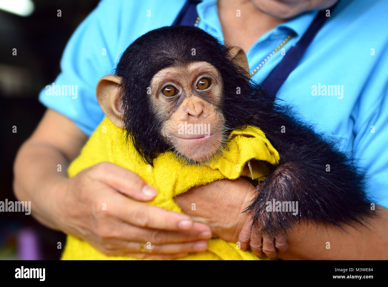 Baby Chimpanzees With Mom