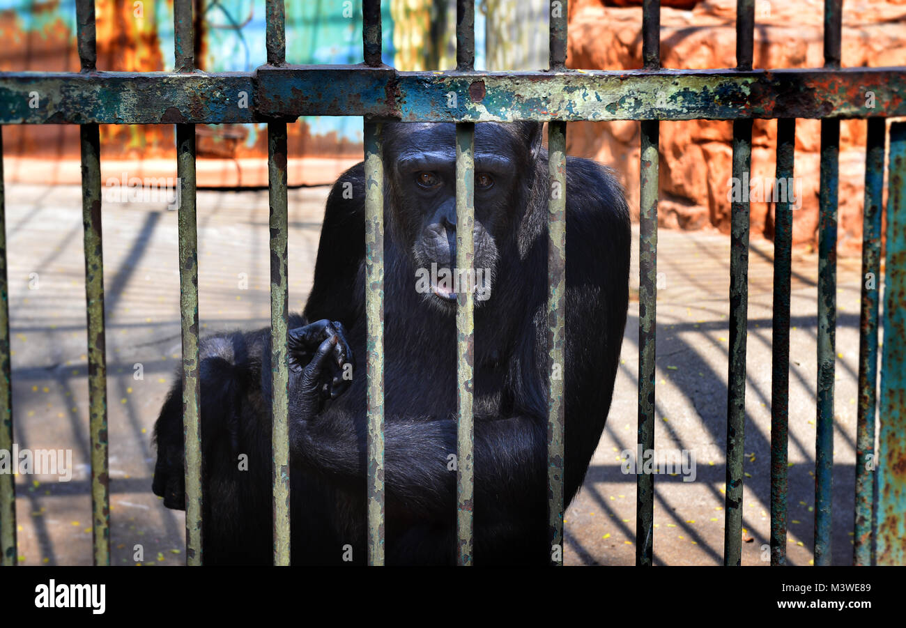 the zoo have no freedom of monkey in the cage for tourist and people to ...