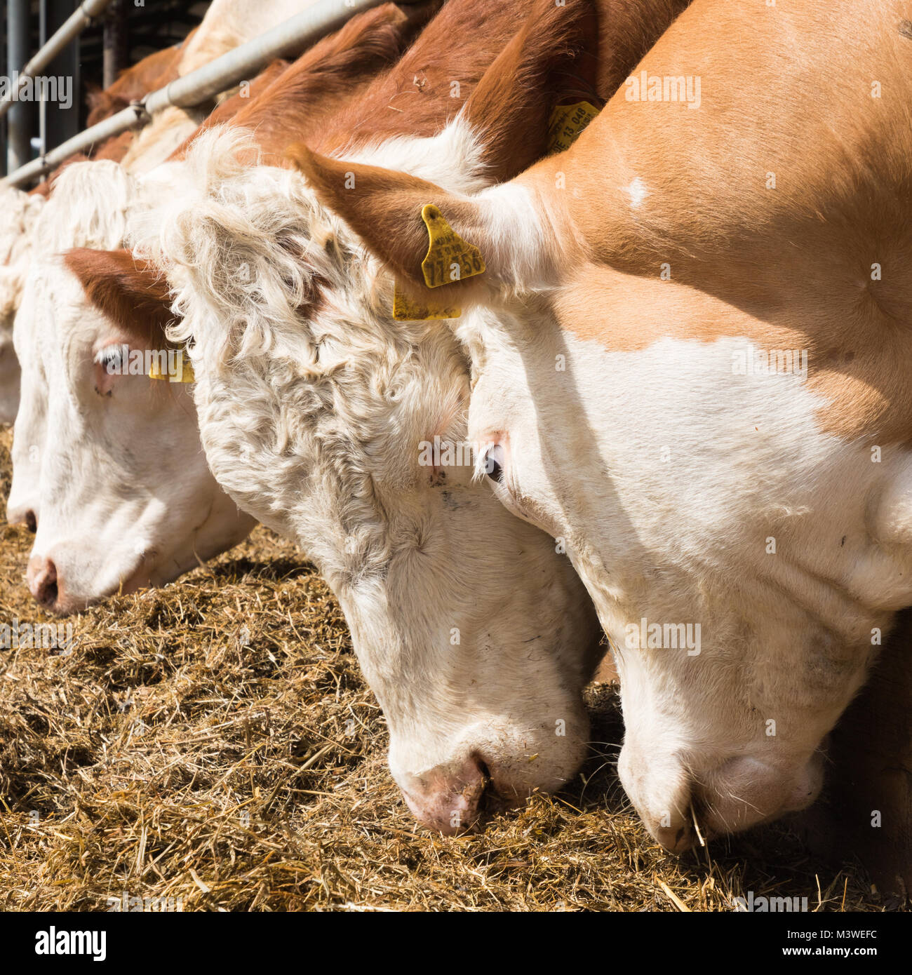 German Barn High Resolution Stock Photography and Images - Alamy