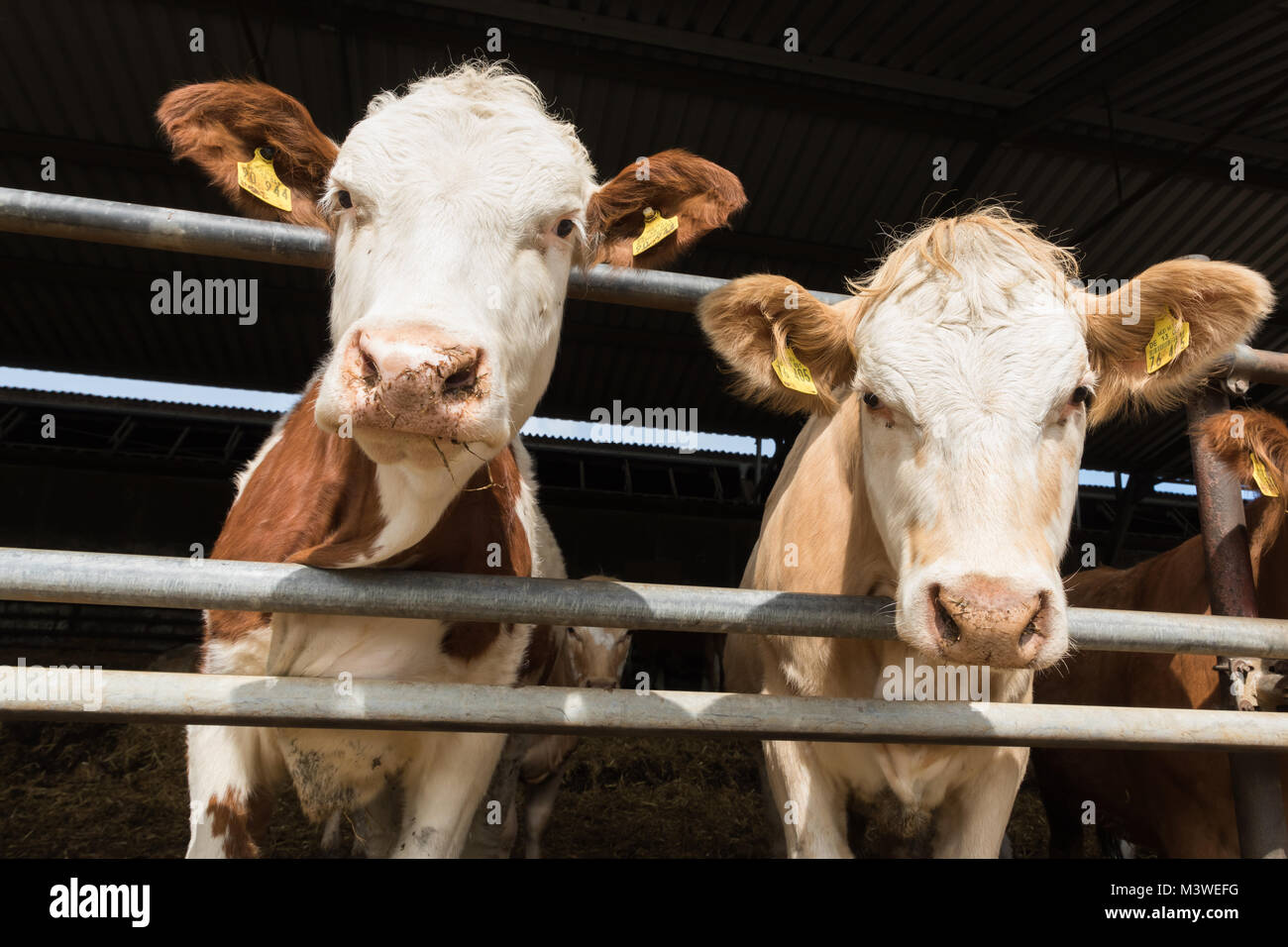 German Barn High Resolution Stock Photography and Images - Alamy