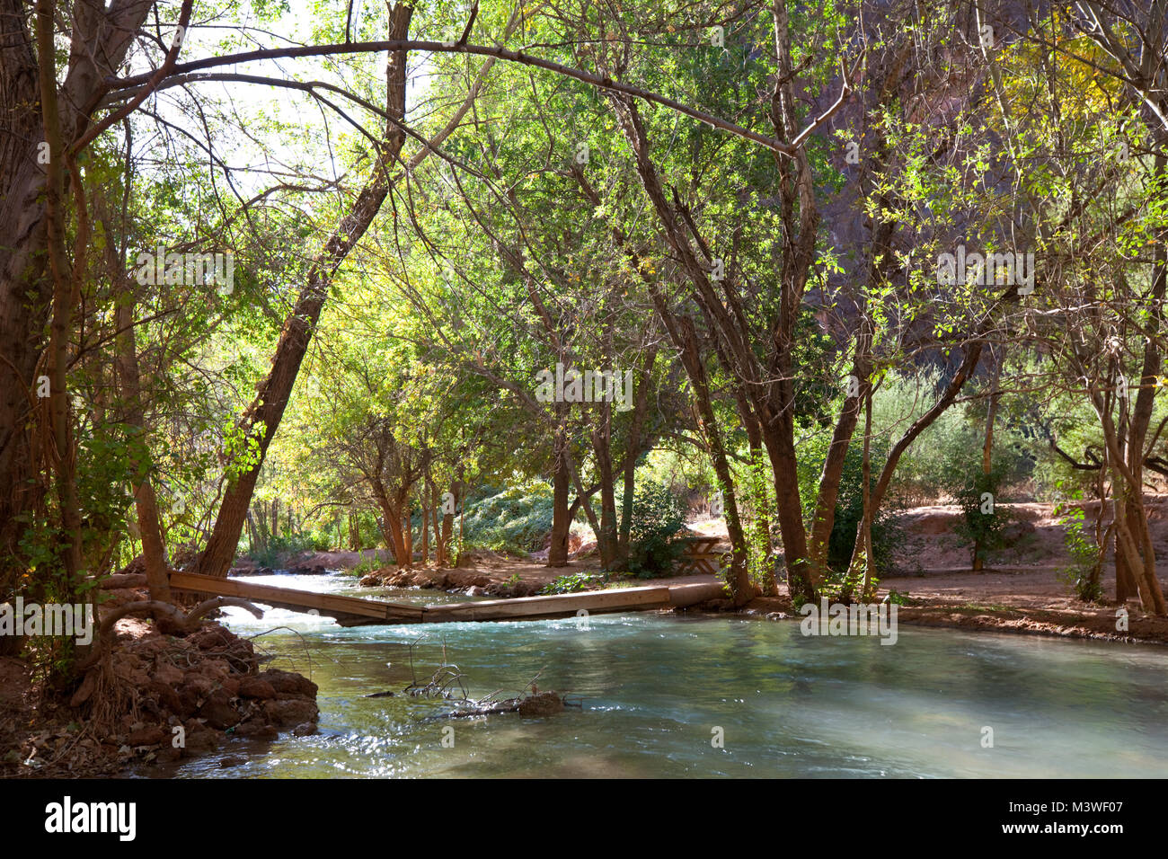 Beautiful small river in forest Stock Photo - Alamy