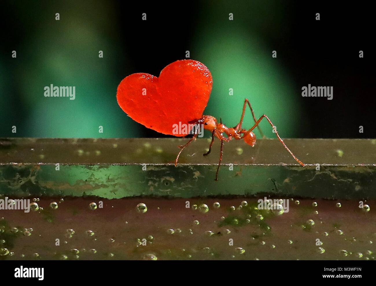 Leaf cutting ants deliver red love hearts to their queen in their nest ...