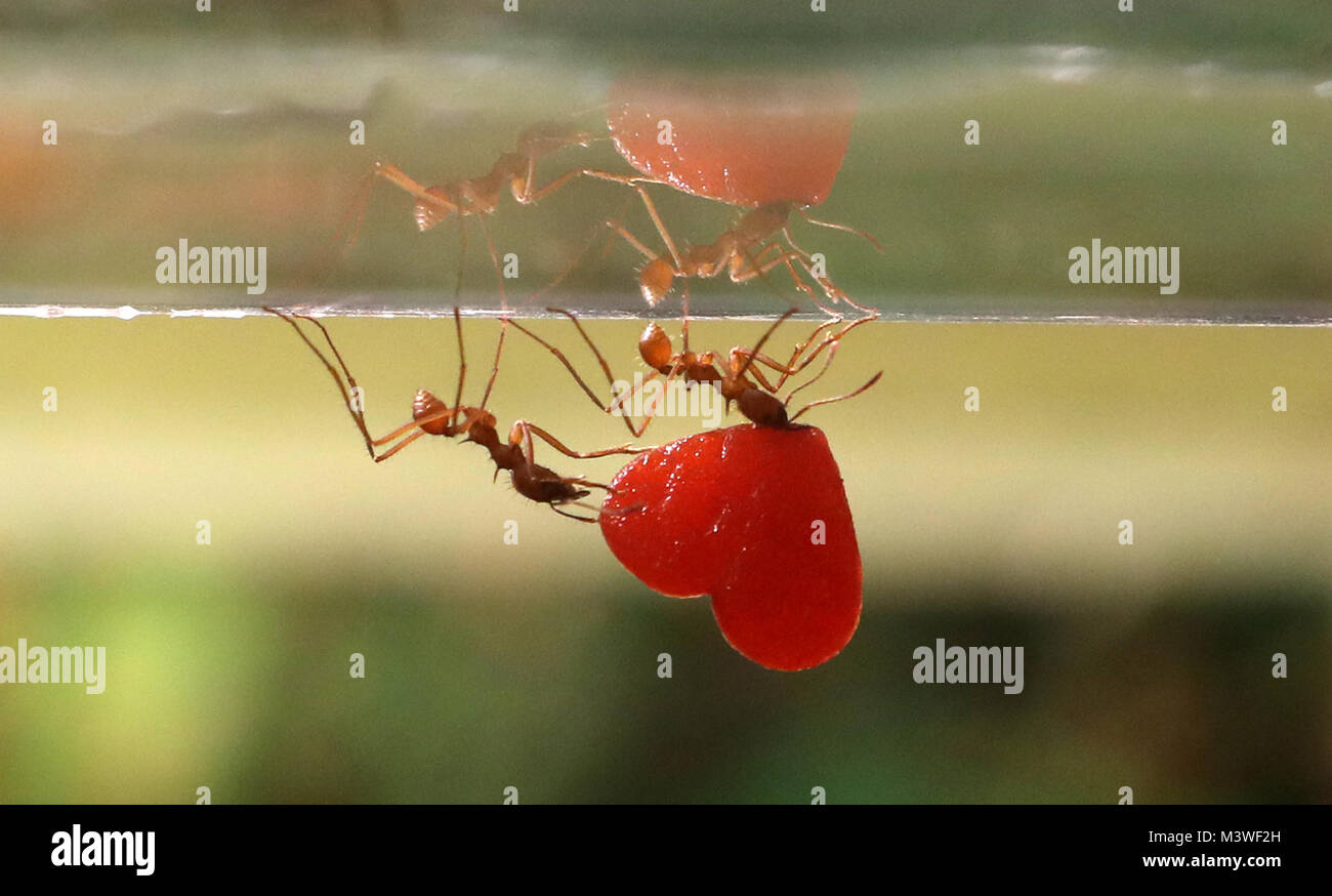 Leaf cutting ants deliver red love hearts to their queen in their nest ...