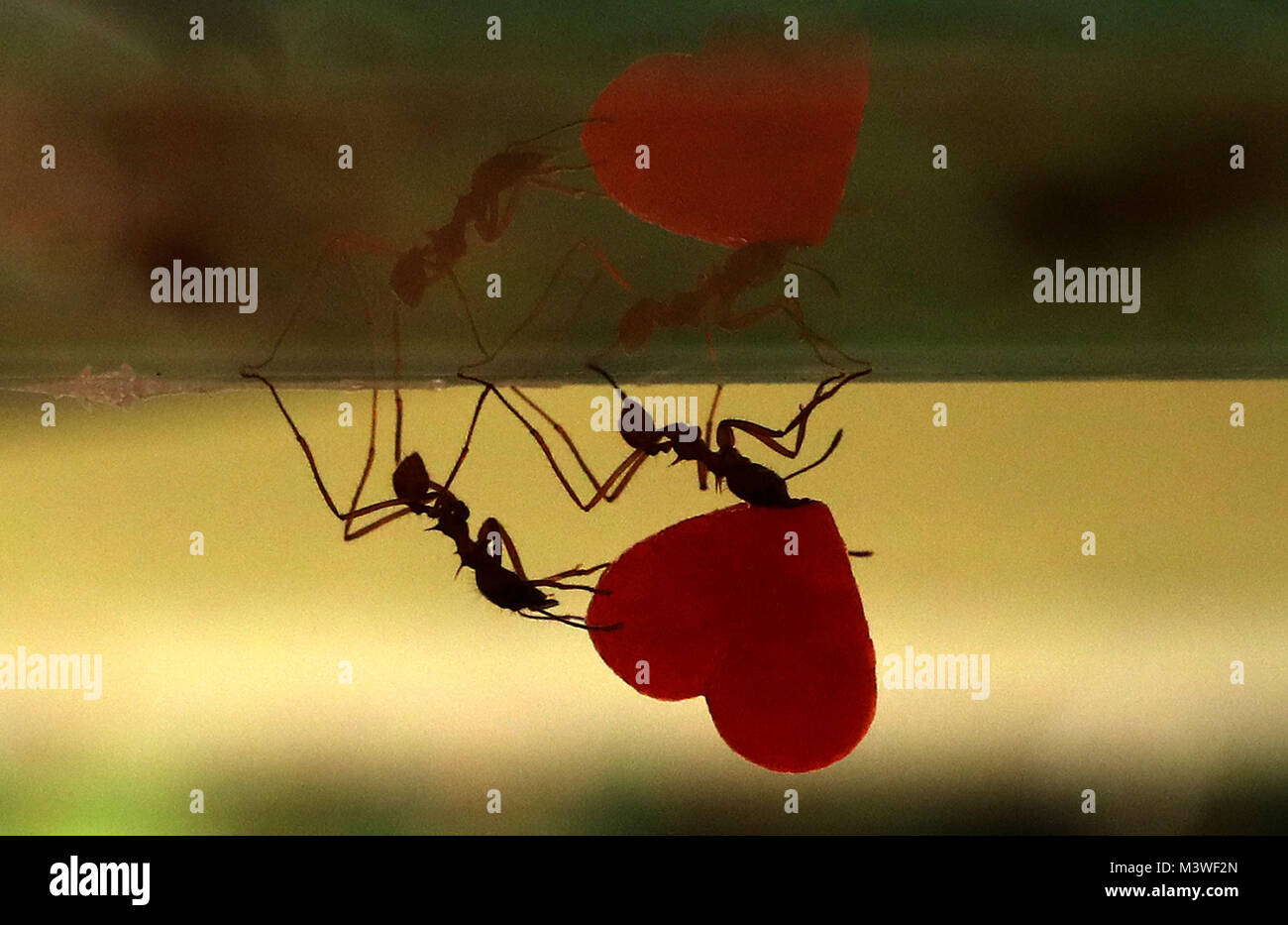 Red ants leaf hi-res stock photography and images - Alamy