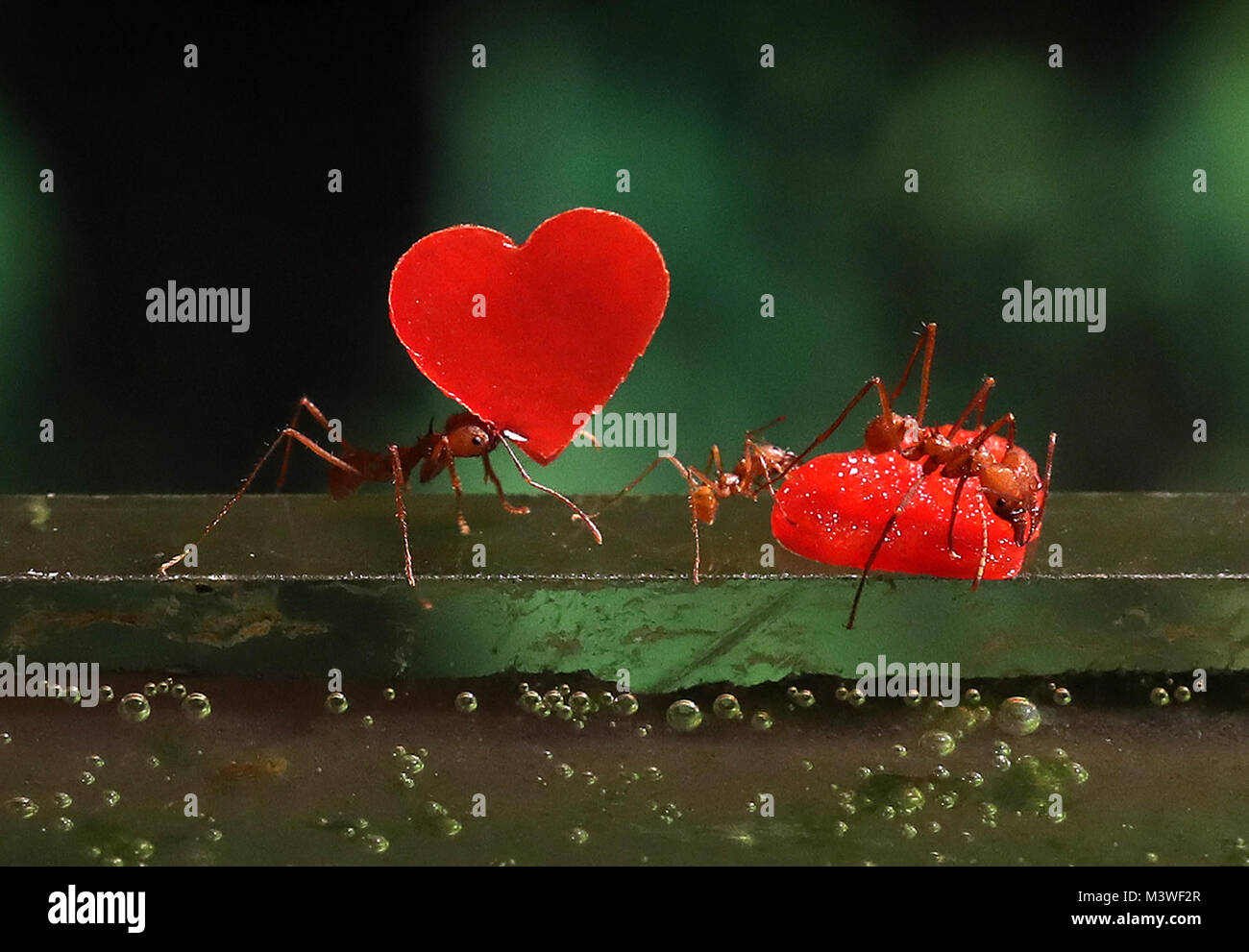 Leaf cutting ants deliver red love hearts to their queen in their nest ...