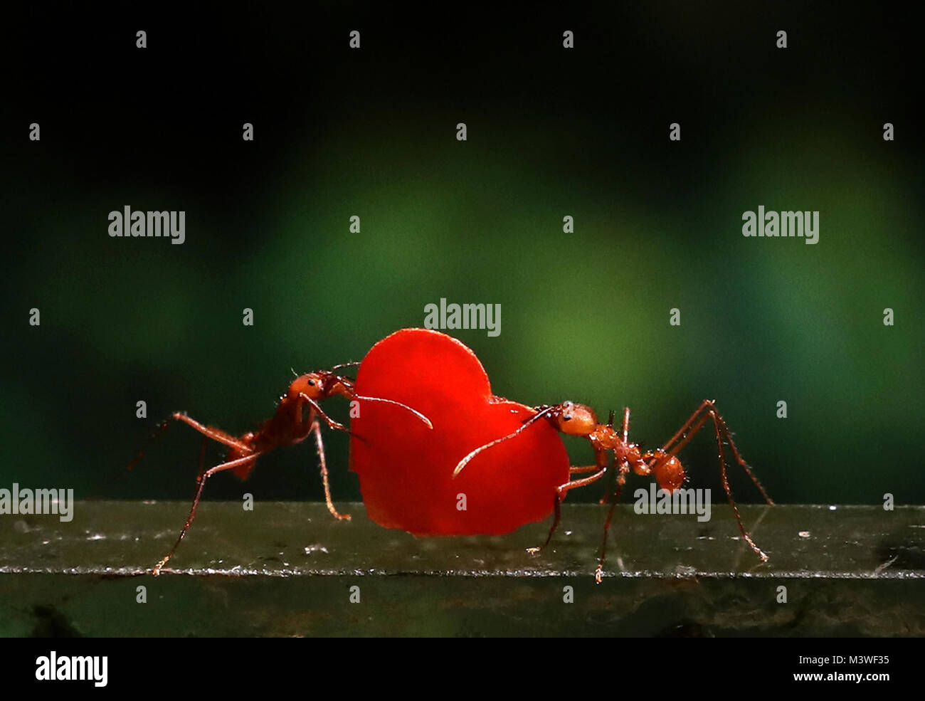 Leaf cutting ants deliver red love hearts to their queen in their nest ...