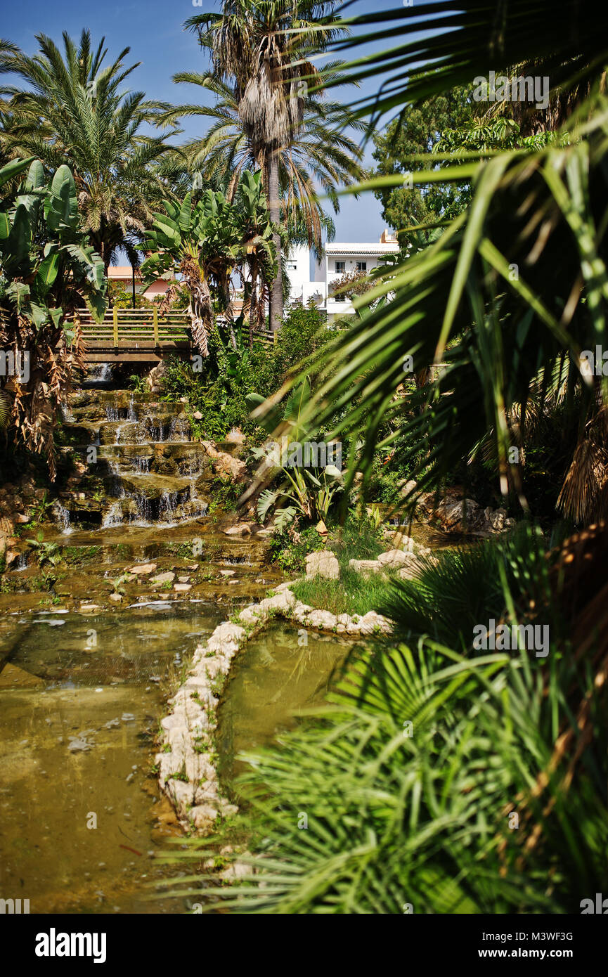 Tropical garden with a small artificial pond and palm trees around it ...
