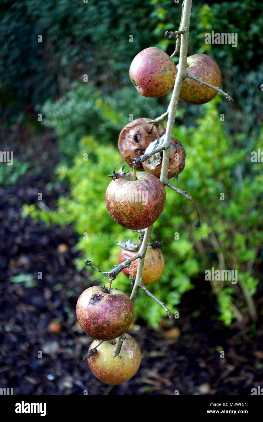Apples in various states of decay, left hanging on a leafless bare ...