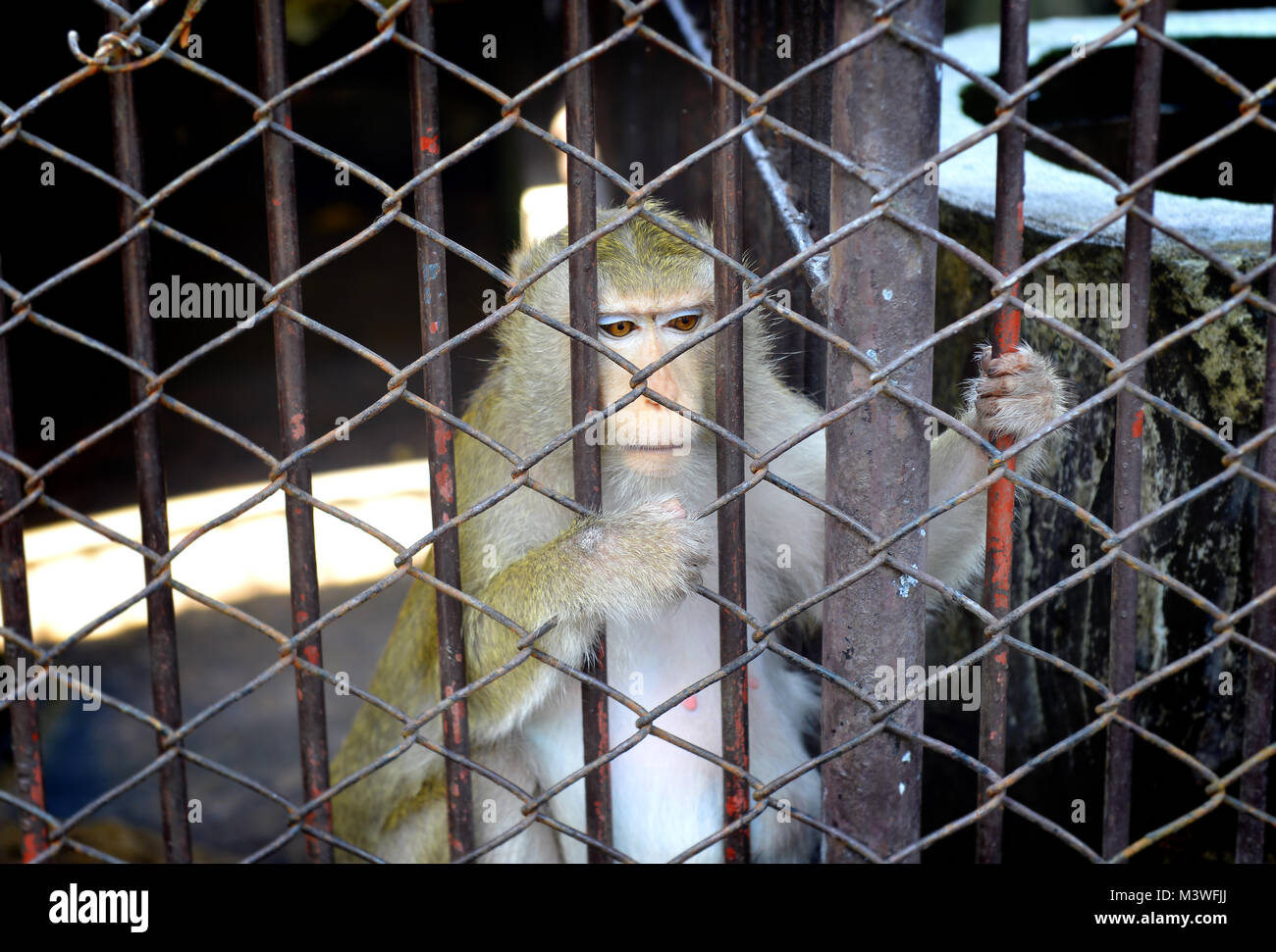 the zoo have no freedom of monkey in the cage for tourist and people to ...
