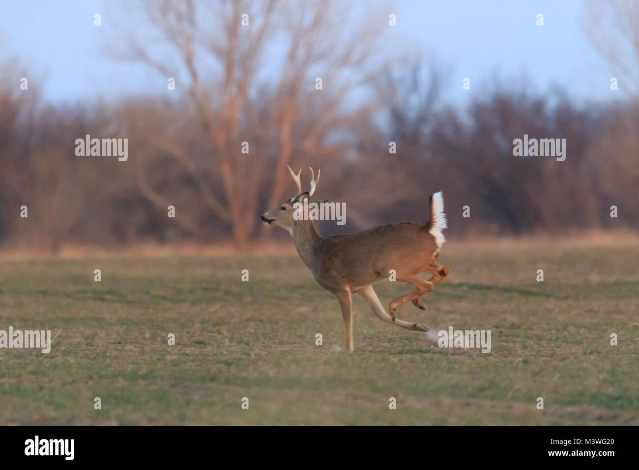 Running deer hi-res stock photography and images - Alamy