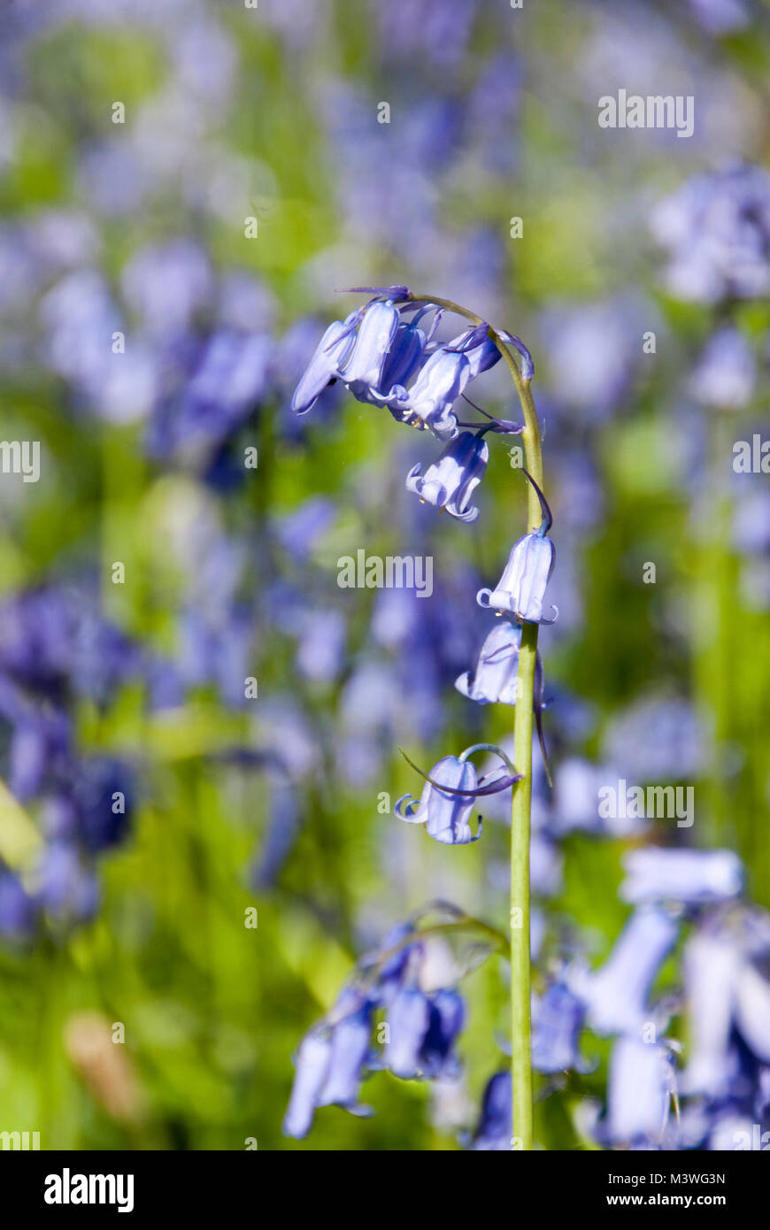 Carbrook hi-res stock photography and images - Alamy