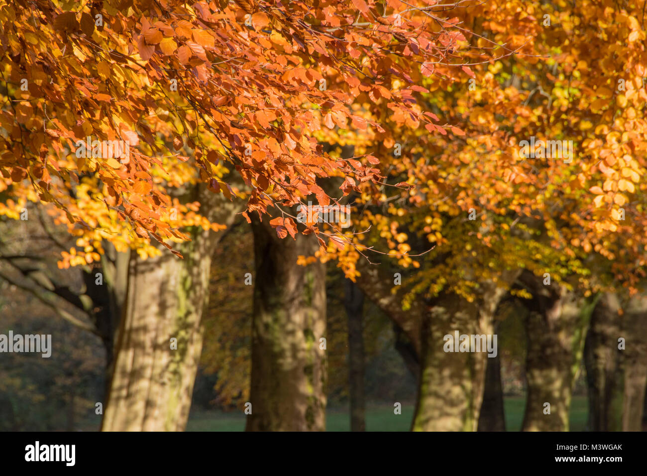 Clifton promenade hi-res stock photography and images - Alamy