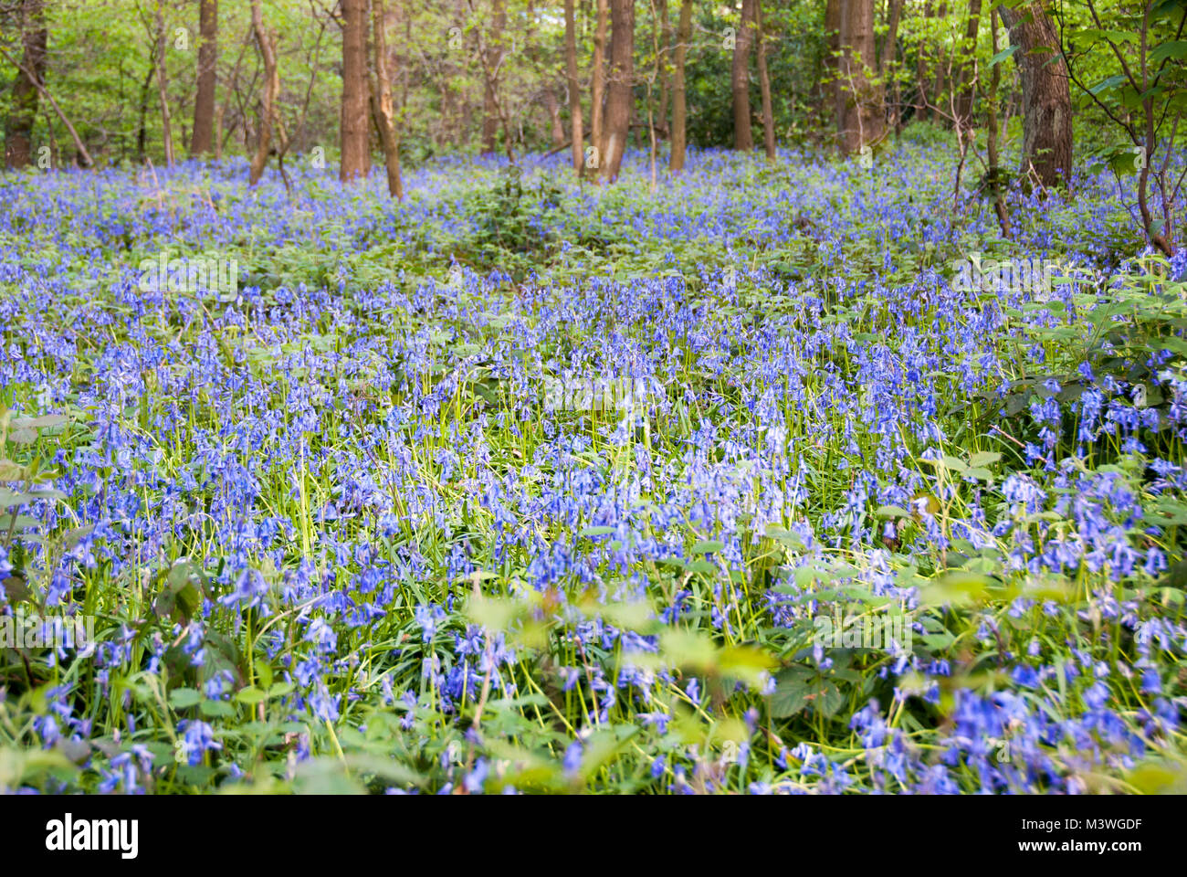 Bluebells carpet the forest floor of Carbrook Ravine nature reserve in ...