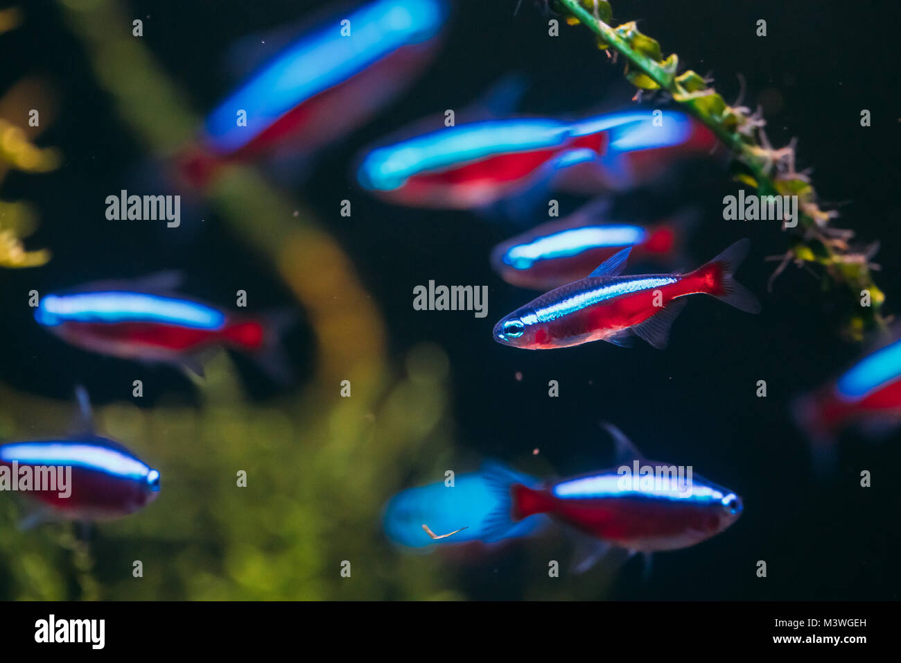 Cardinal Tetra Fish Swimming In Water Stock Photo - Alamy