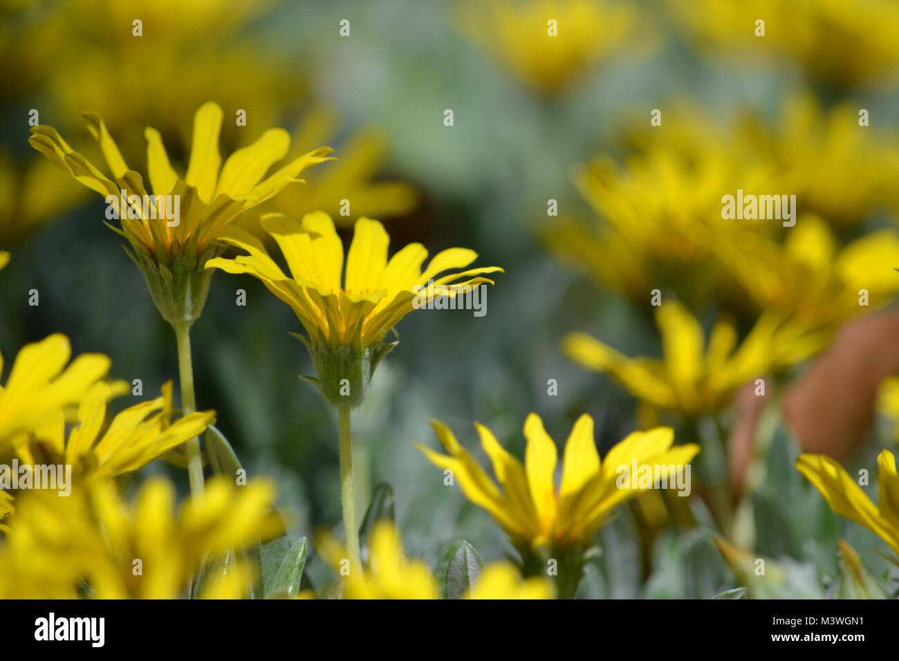 Dasies hi-res stock photography and images - Alamy