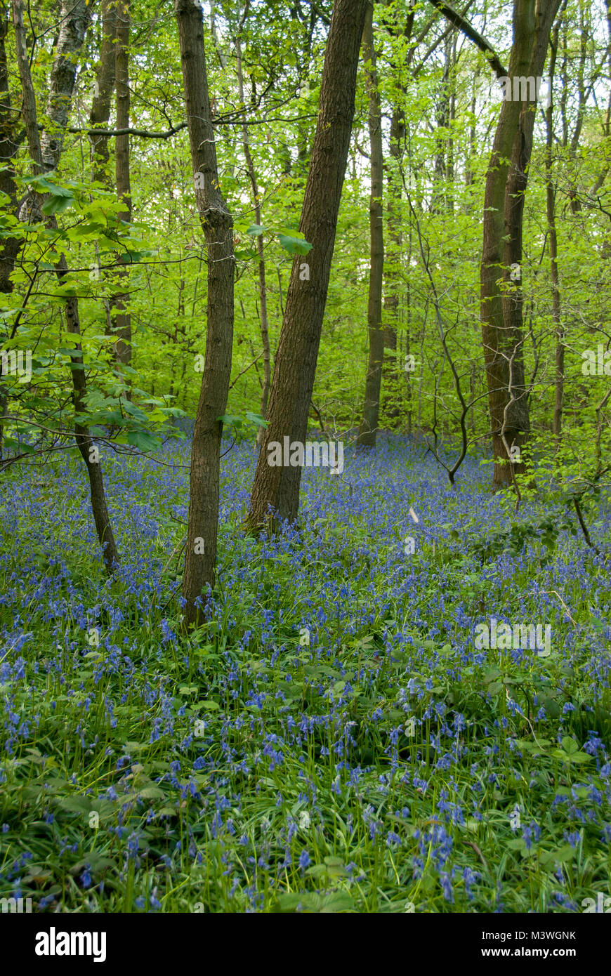 Carbrook ravine hi-res stock photography and images - Alamy