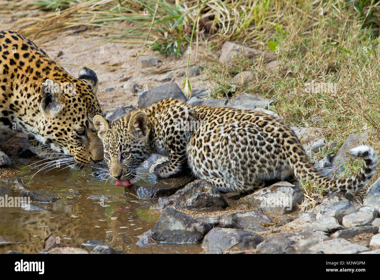 Leopard mother with cub hi-res stock photography and images - Alamy