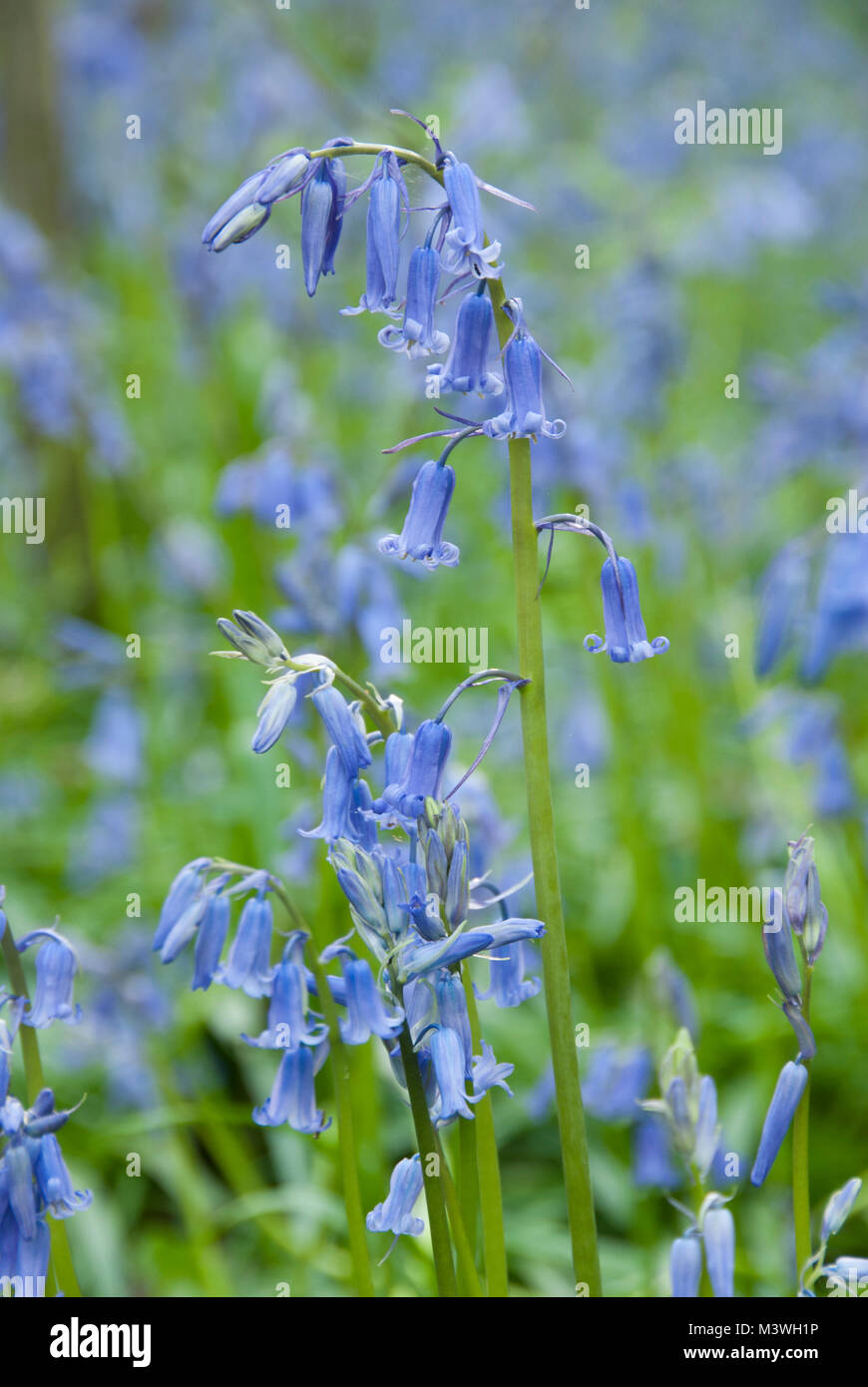 Carbrook hi-res stock photography and images - Alamy