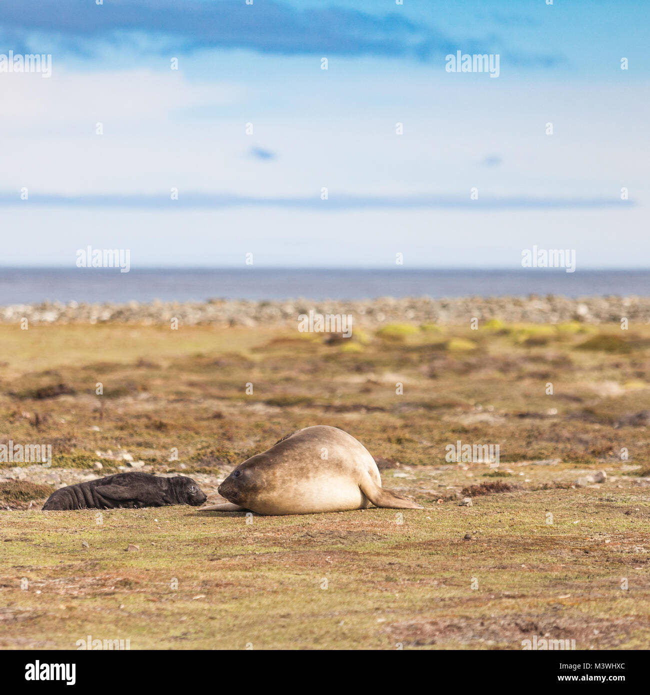 Sea elephant hi-res stock photography and images - Alamy
