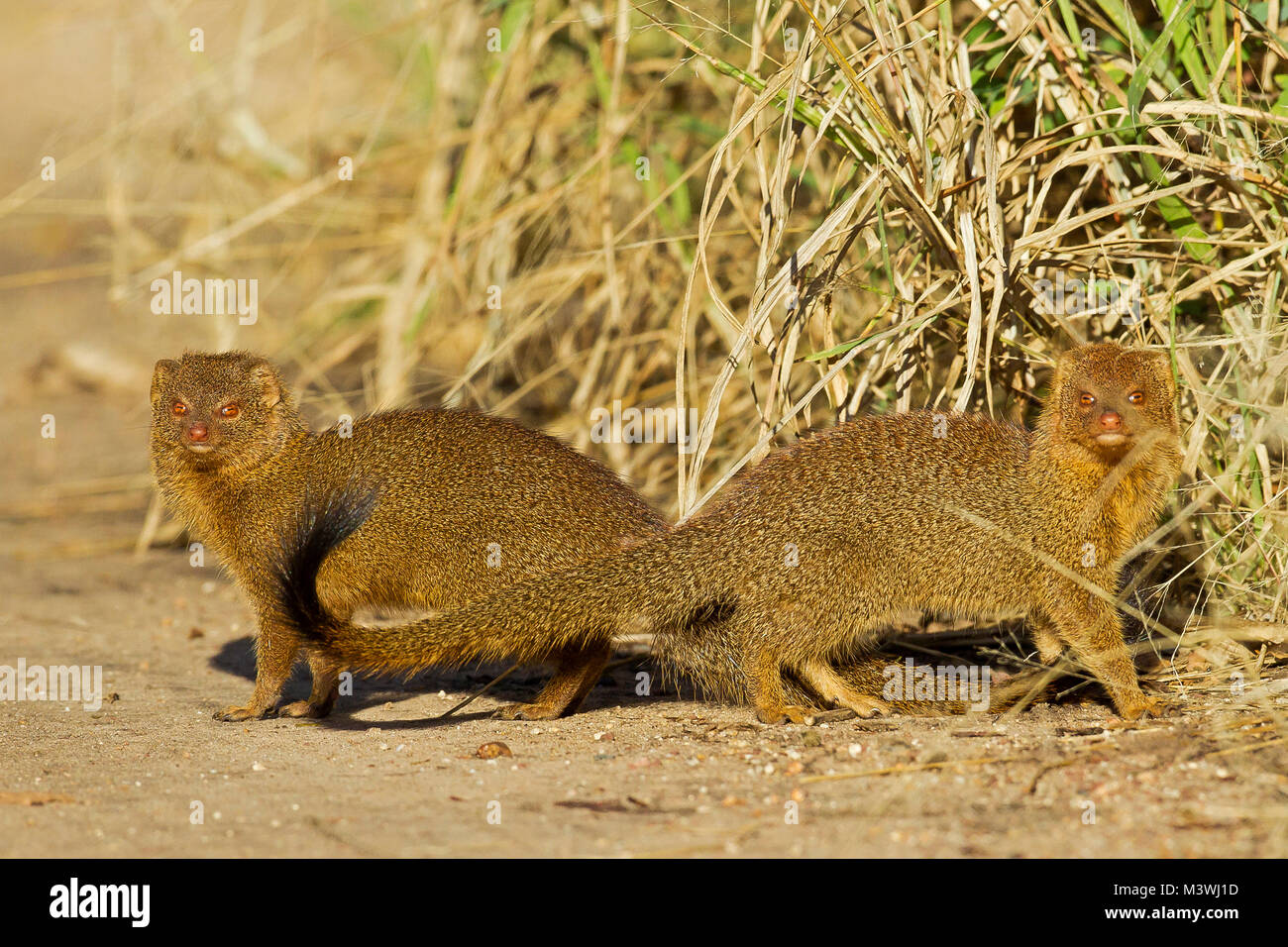 Slender mongoose pair Stock Photo - Alamy