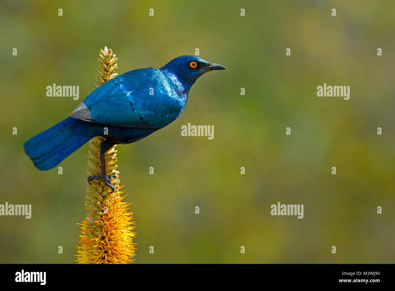 Glossy Starling on flower Stock Photo - Alamy