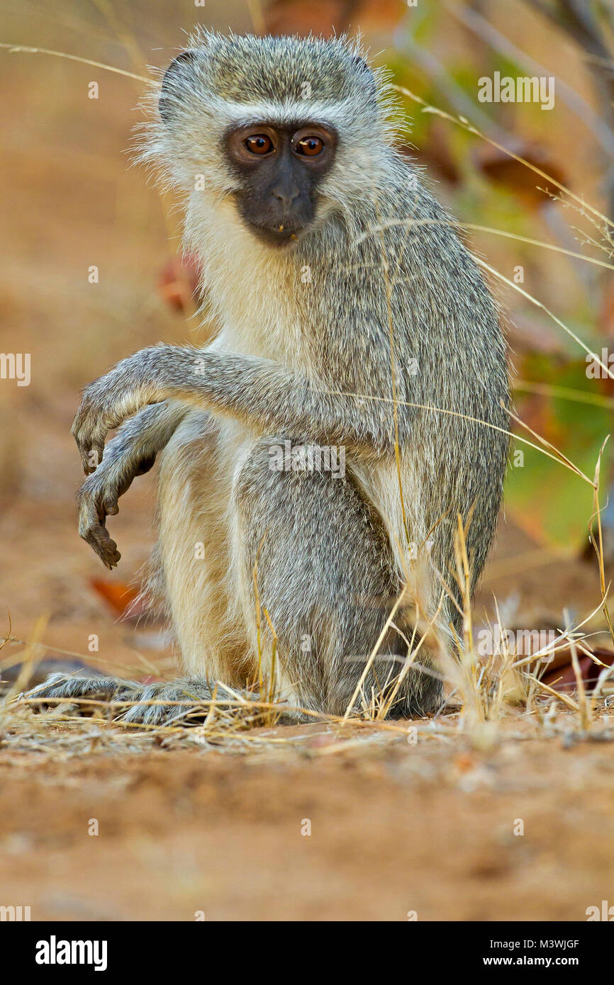Grey monkey hi-res stock photography and images - Alamy