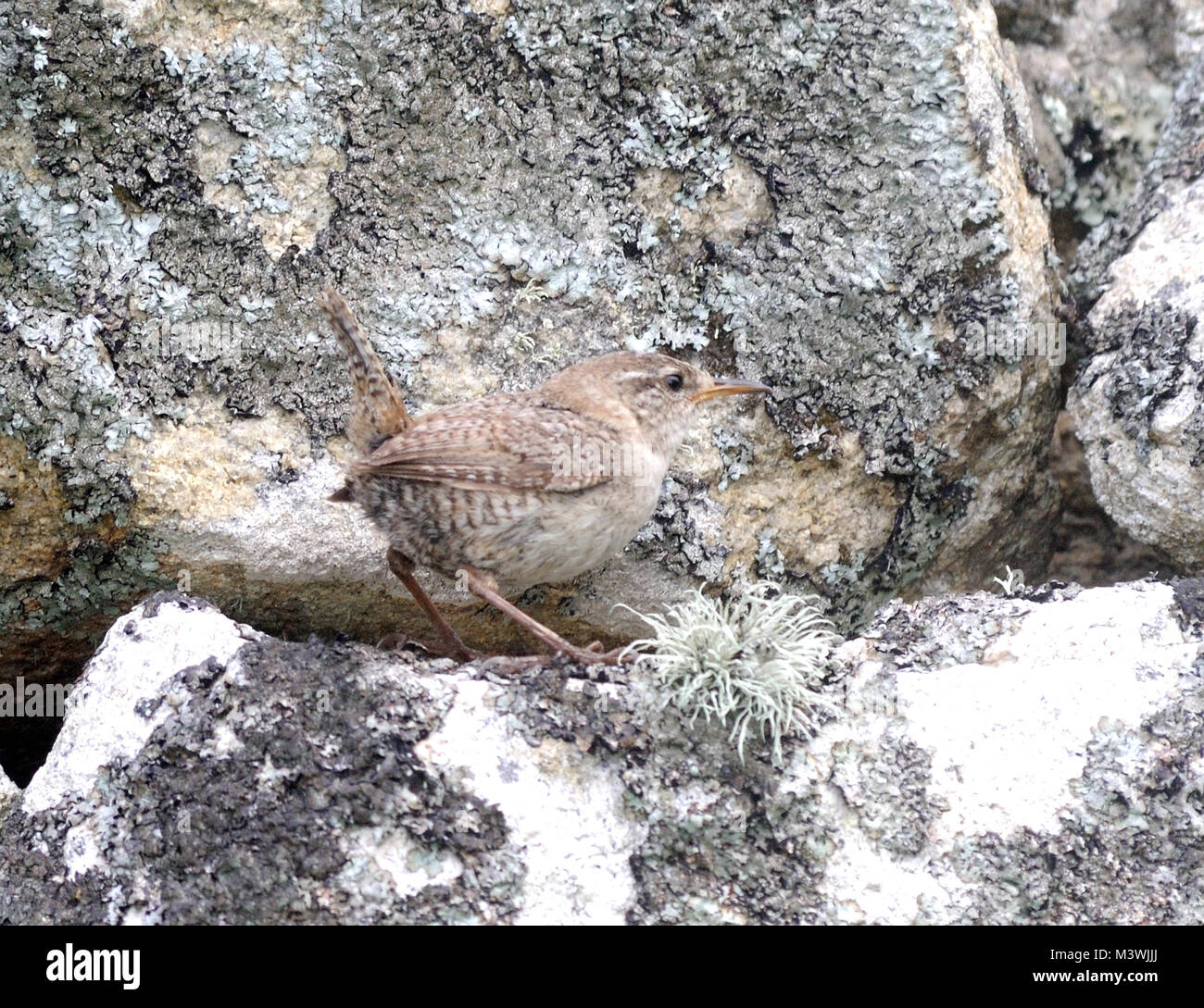 A St Kilda wren (Troglodytes troglodytes hirtensis) looks for insects ...