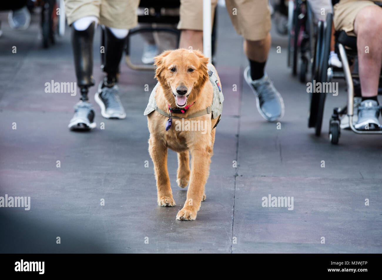 A service dog named Moxie leads the parade for athletes into Soldier ...