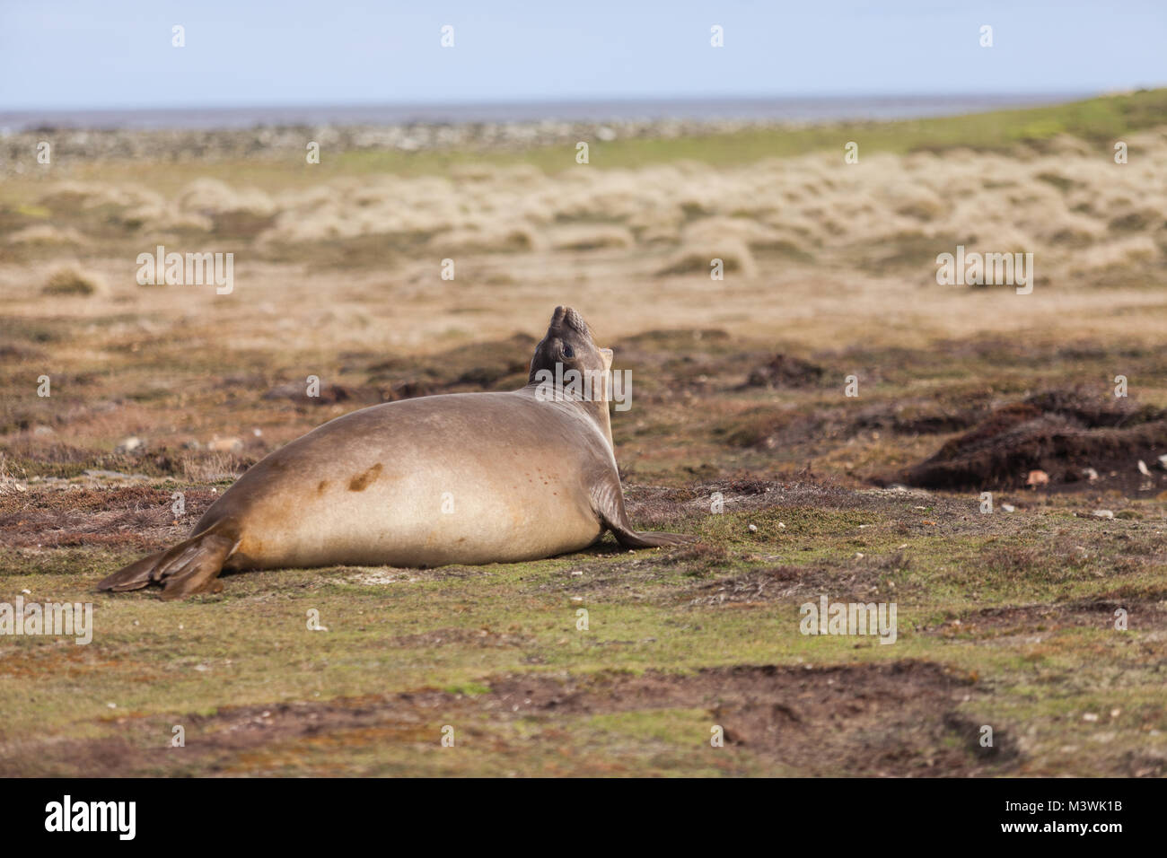 Sea elephant hi-res stock photography and images - Alamy
