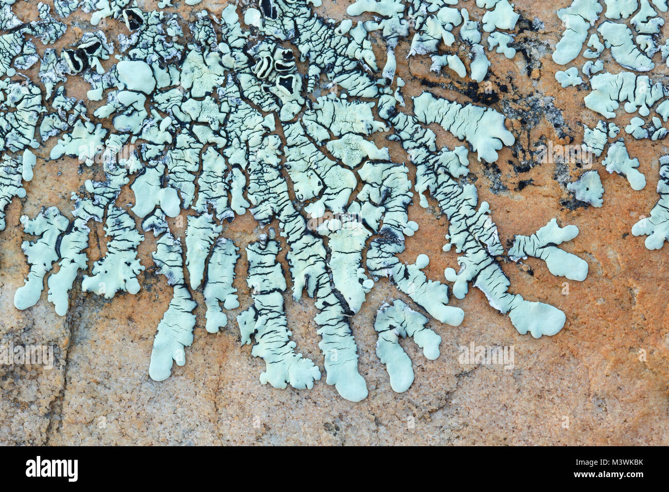 Foliose lichen growing on rock, Cederberg Mountains, South Africa Stock ...