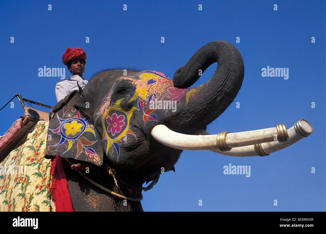India. Rajasthan. Jaipur. Indian man riding on an elephant Stock Photo ...