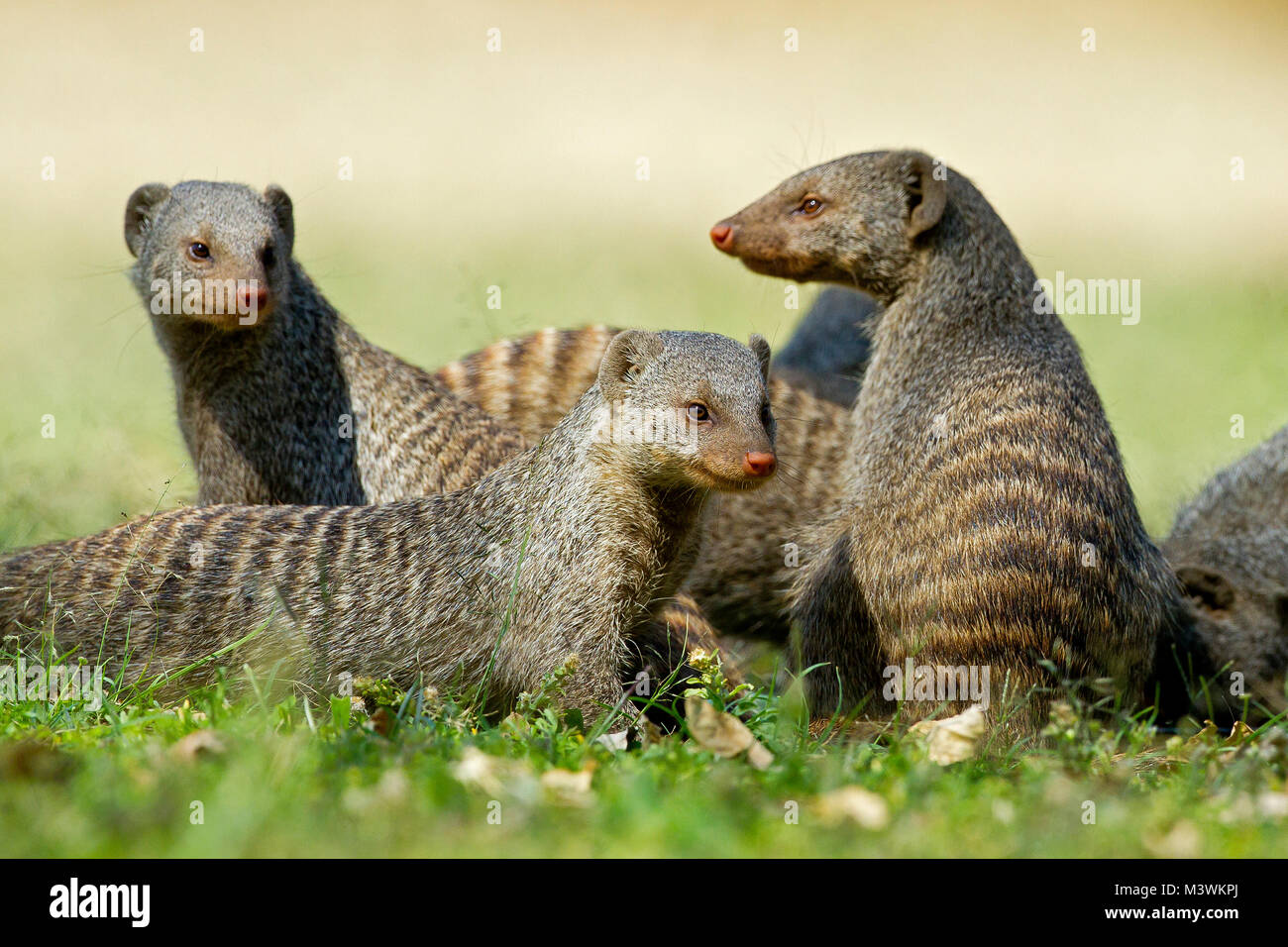 Banded mongoose family Stock Photo - Alamy