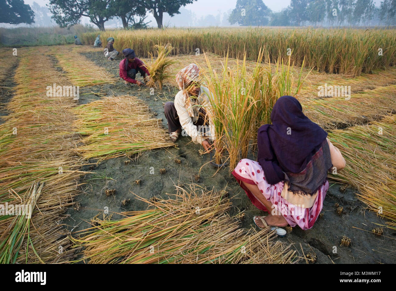 Harvesting rice field india hi-res stock photography and images - Alamy