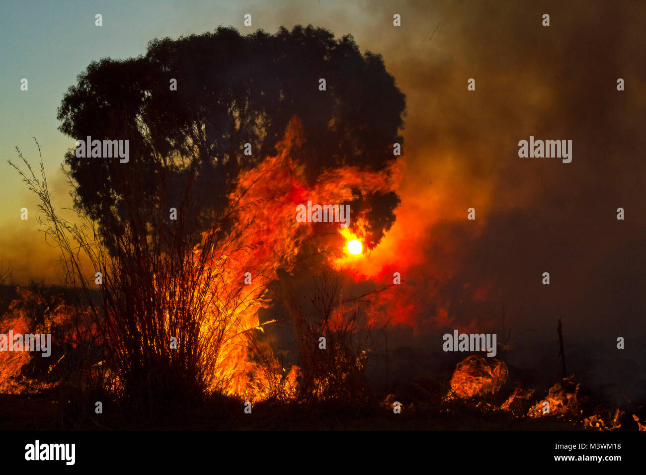 Highveld grass hi-res stock photography and images - Alamy