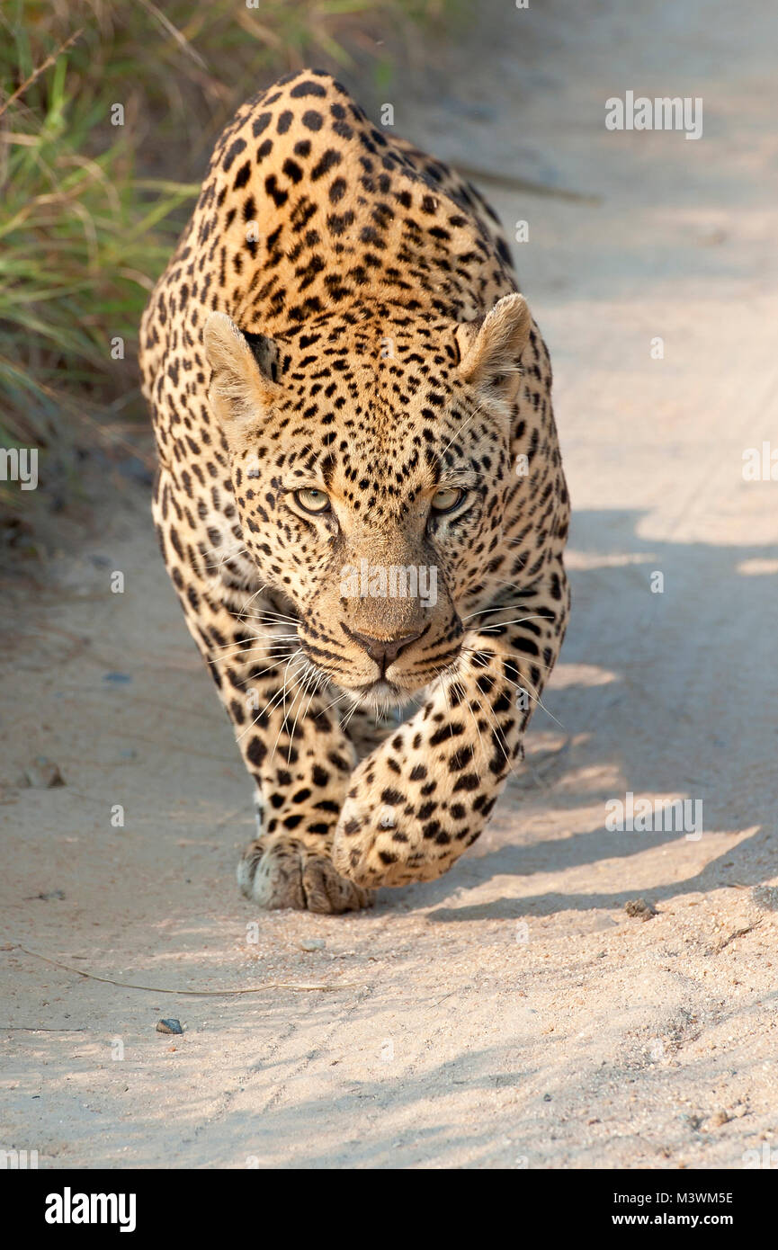 Stalking male leopard Stock Photo - Alamy