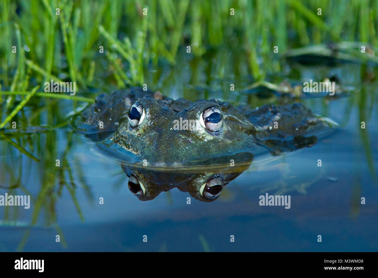 Giant bullfrog in pool of water Stock Photo - Alamy