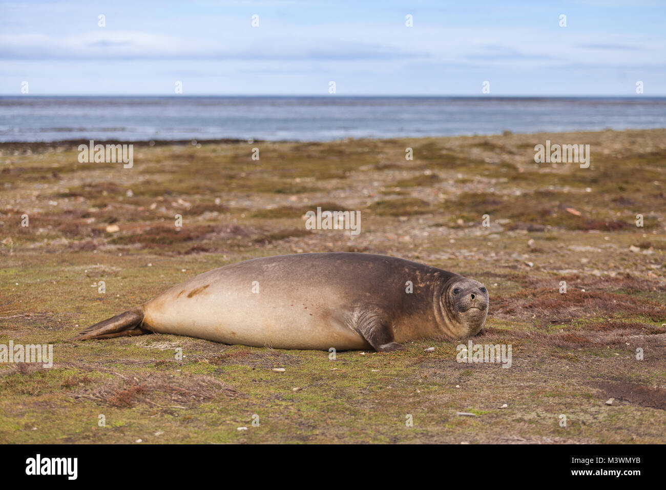 Female sea elephant hi-res stock photography and images - Alamy