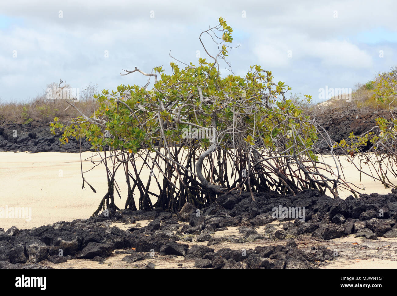 Red mangrove rhizophora mangle hi-res stock photography and images - Alamy