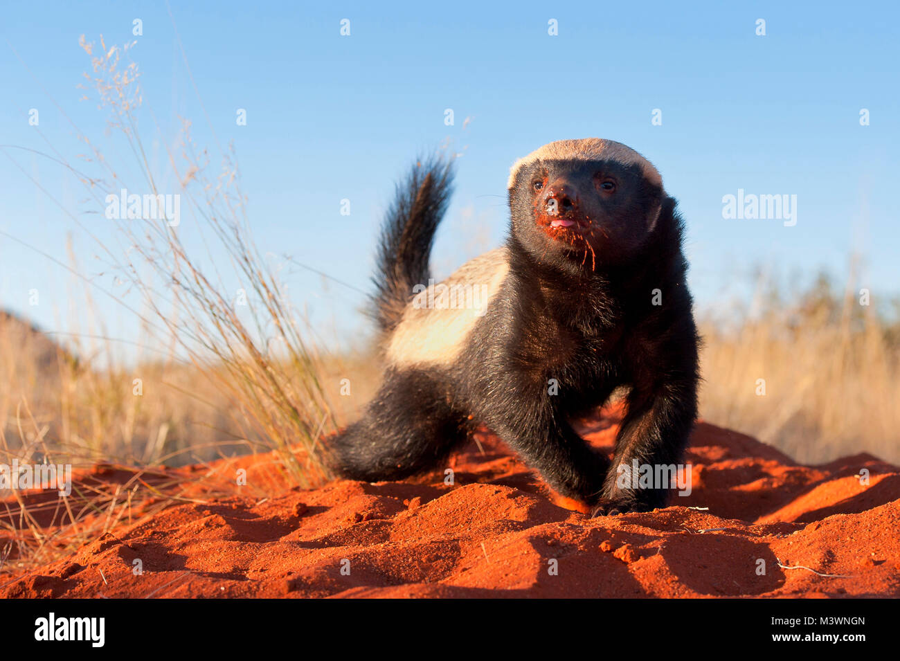 Honey badger hi-res stock photography and images - Alamy