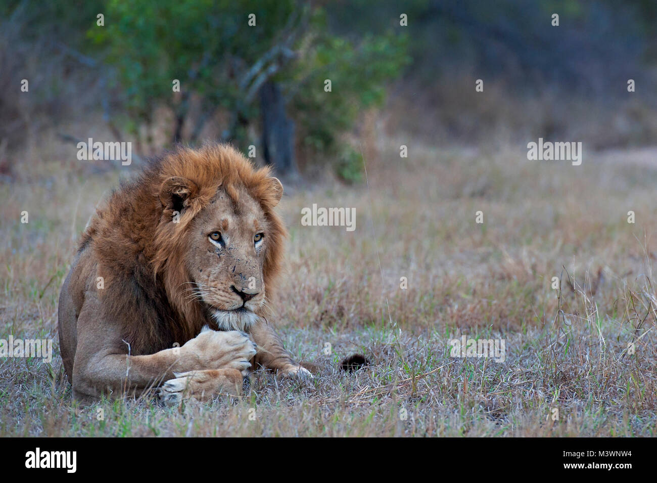 Attentive male lion Stock Photo - Alamy