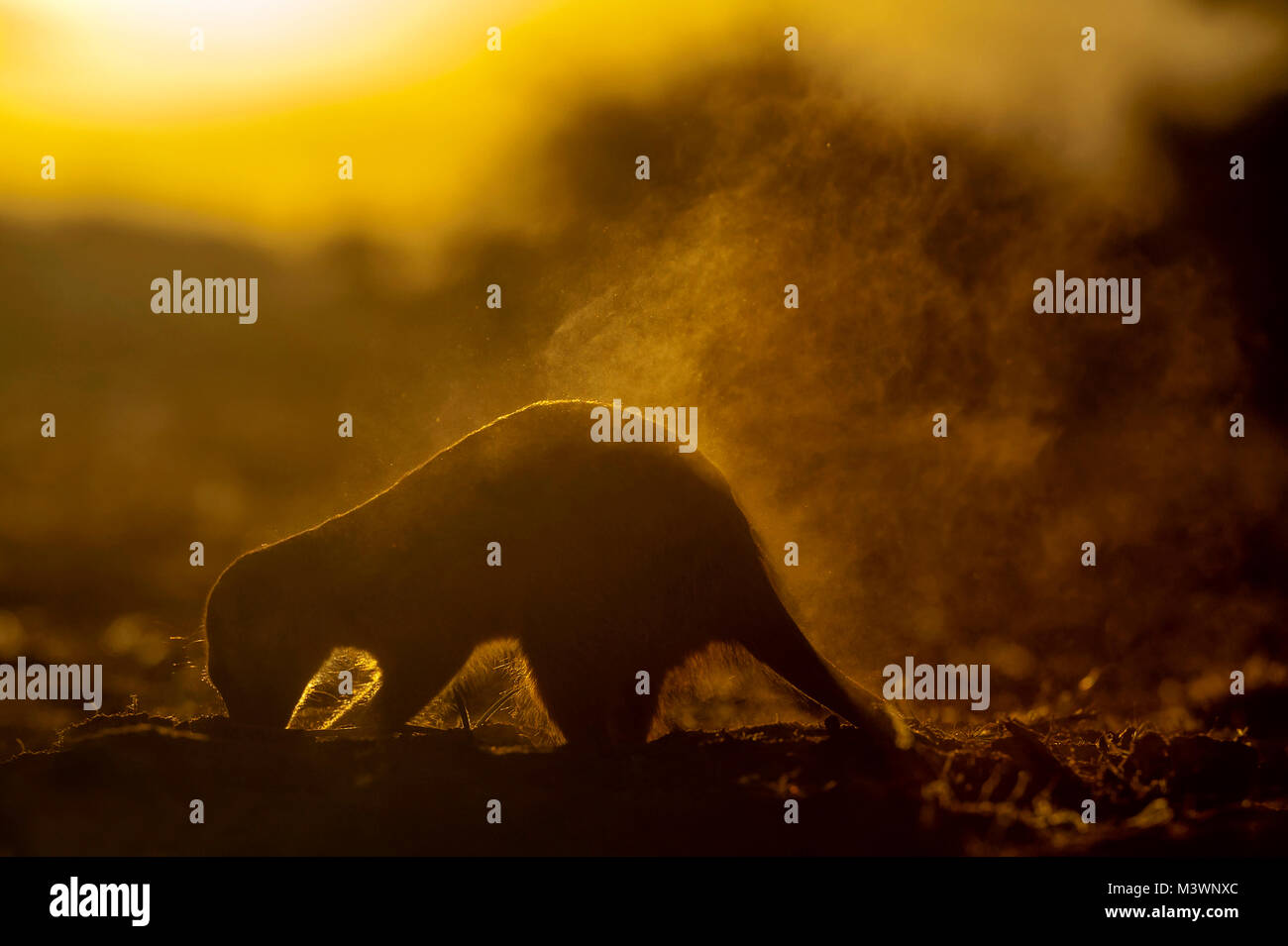 Meerkat foraging just before sunset Stock Photo - Alamy