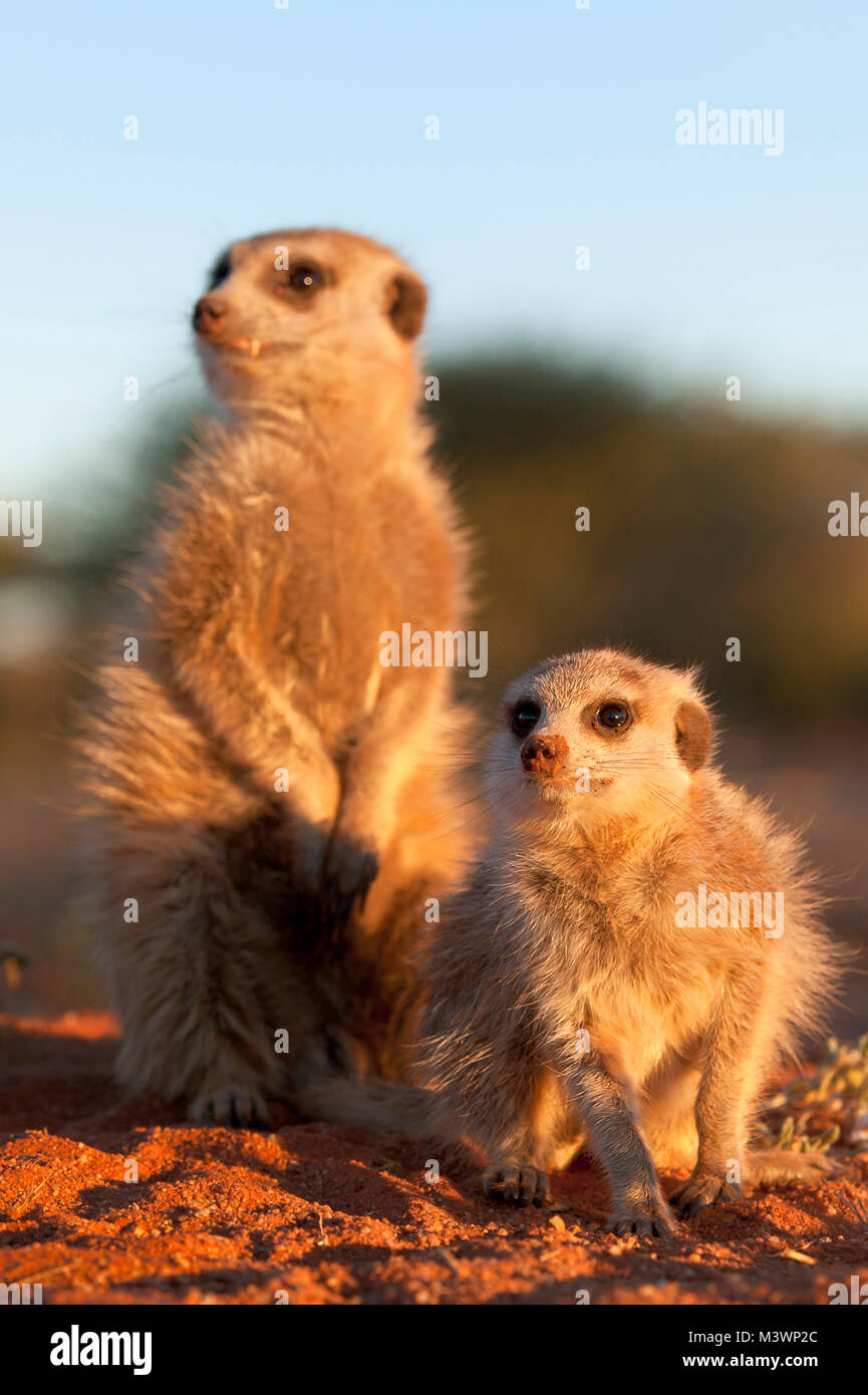 Meerkat pup and mother basking in afternoon sun Stock Photo - Alamy