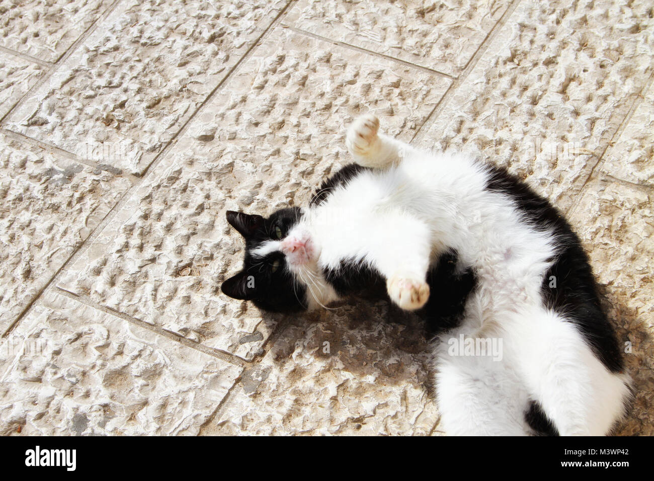 Cat rolling on back hi-res stock photography and images - Alamy