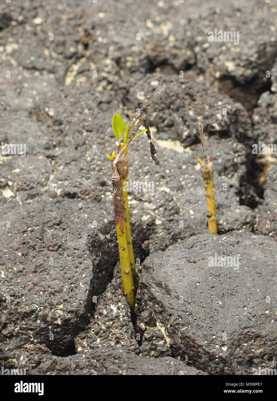 Green shoots of a mangrove (Rhizophora species) appear in black lava ...