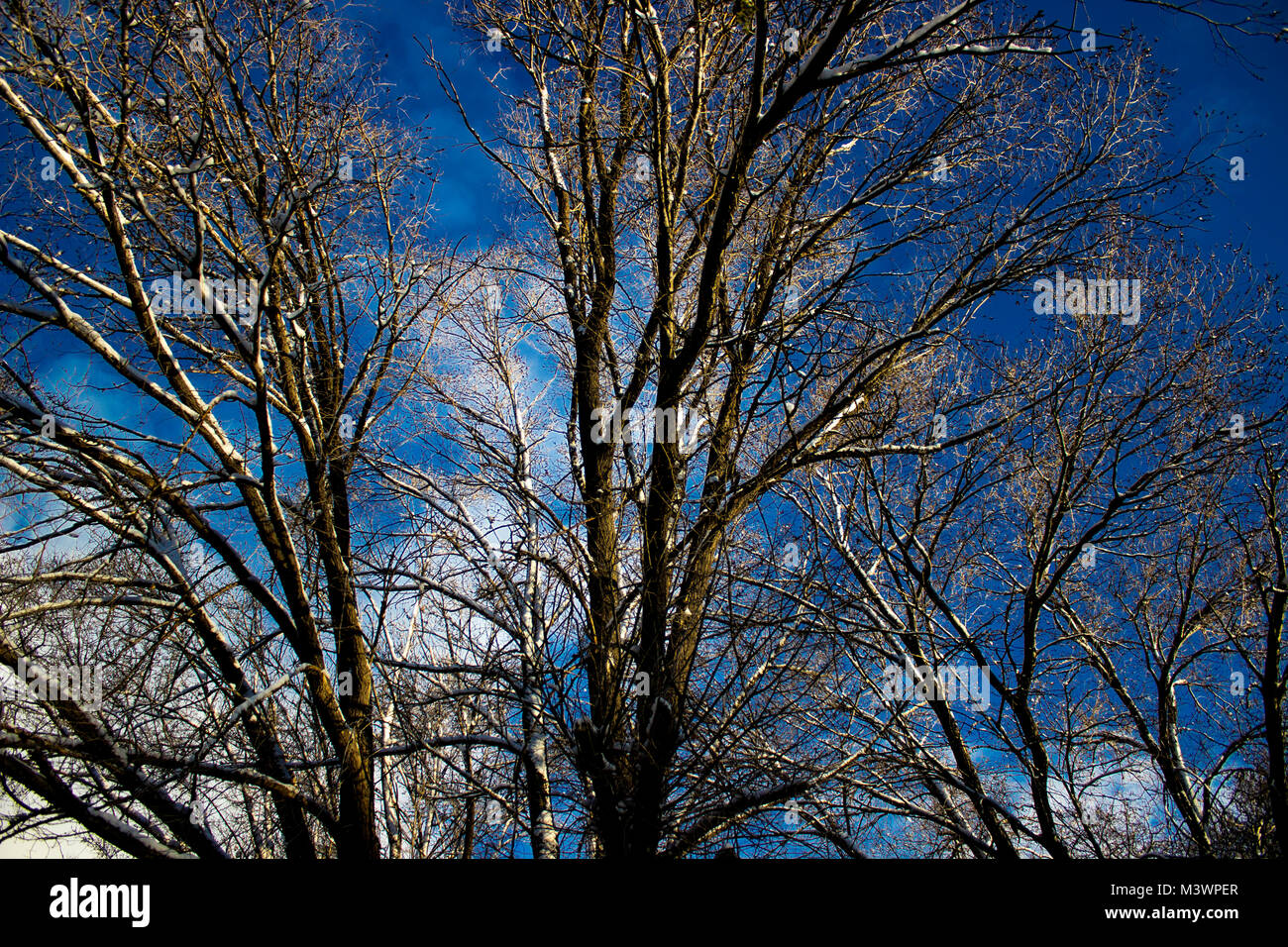 An unexpected morning snow lightly powders the trees Stock Photo - Alamy