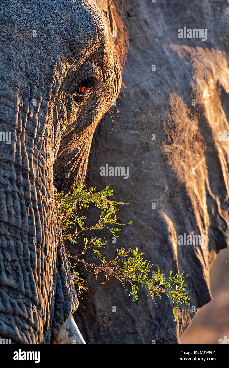 Face of an elephant Stock Photo - Alamy