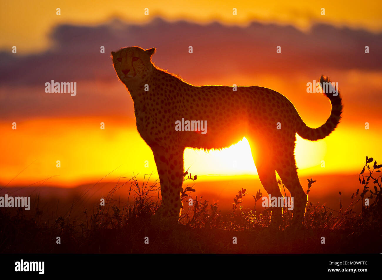 Male cheetah at sunset Stock Photo - Alamy