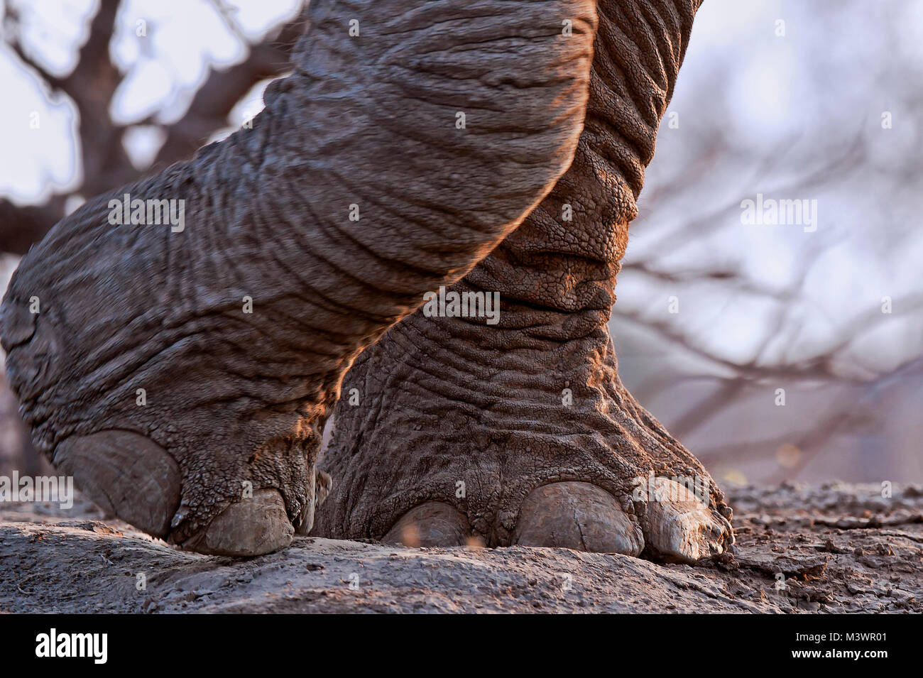 Elephant toe hi-res stock photography and images - Alamy