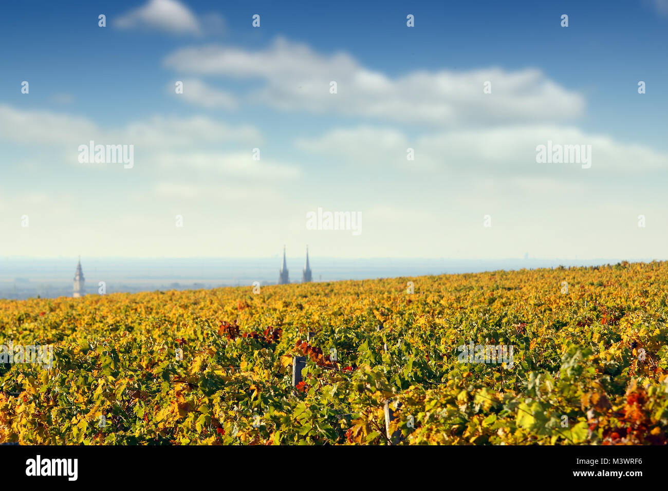 Vineyard colorful leaves landscape autumn season Stock Photo - Alamy